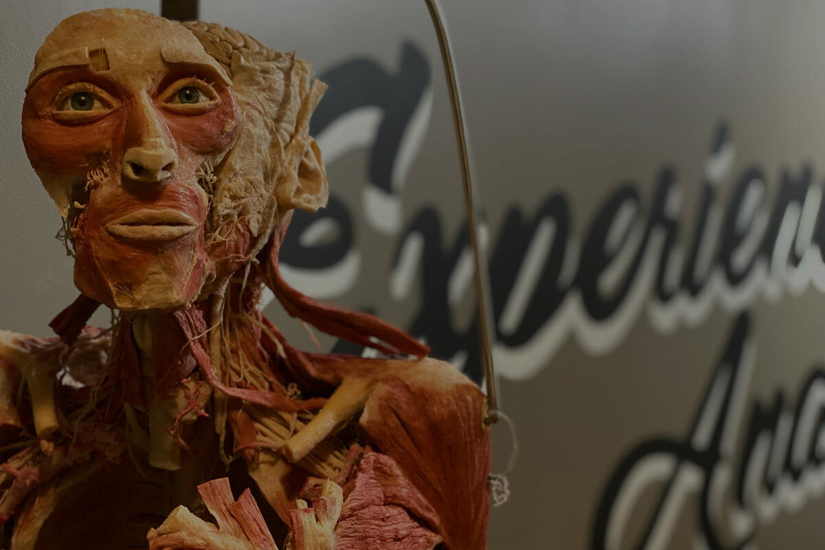 Anatomical Cadaver Dissection » Experience Anatomy