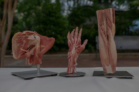 Youth Programs & Field Trips » Experience Anatomy