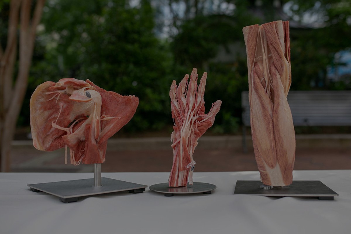 Anatomical Cadaver Dissection » Experience Anatomy