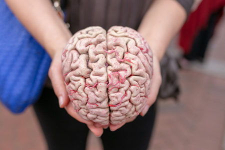 Plastinated Specimen - Experience Anatomy