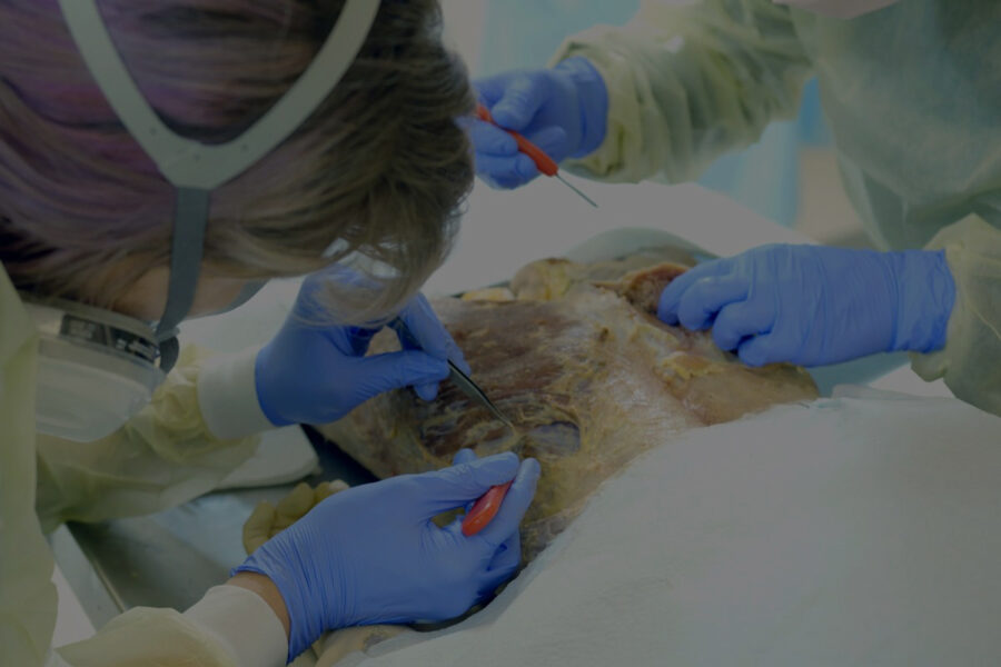 Anatomical Cadaver Dissection Experience Anatomy