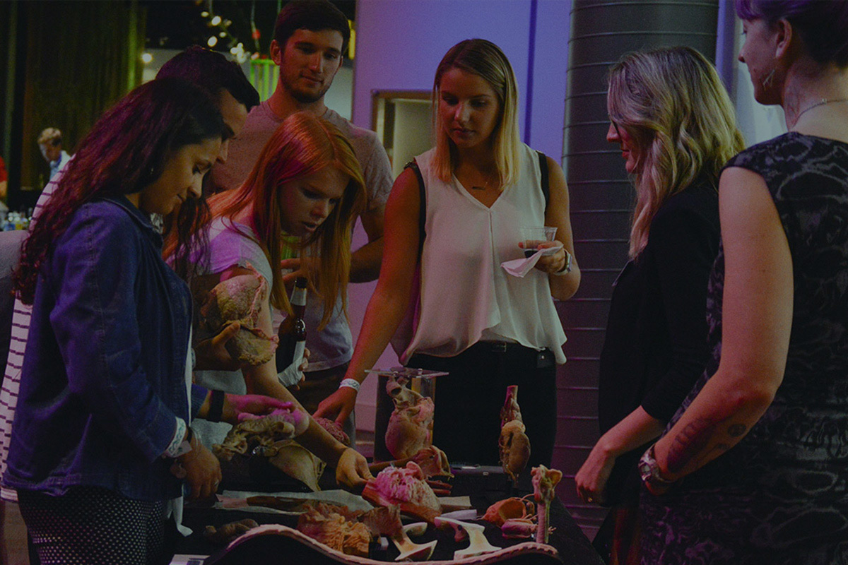 Anatomical Cadaver Dissection » Experience Anatomy