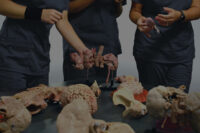 Experience Anatomy | Innovative Anatomy Education through Plastination