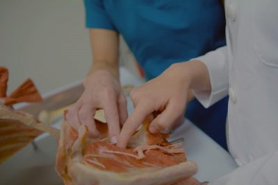 Experience Anatomy | Innovative Anatomy Education through Plastination