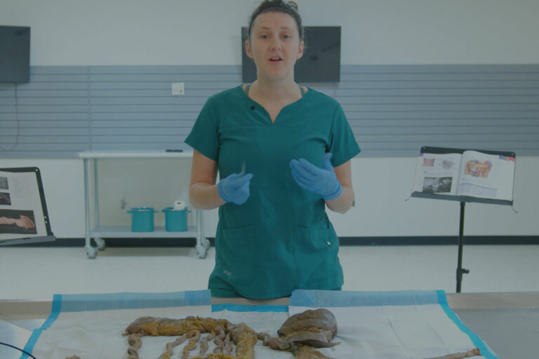 Anatomical Cadaver Dissection » Experience Anatomy