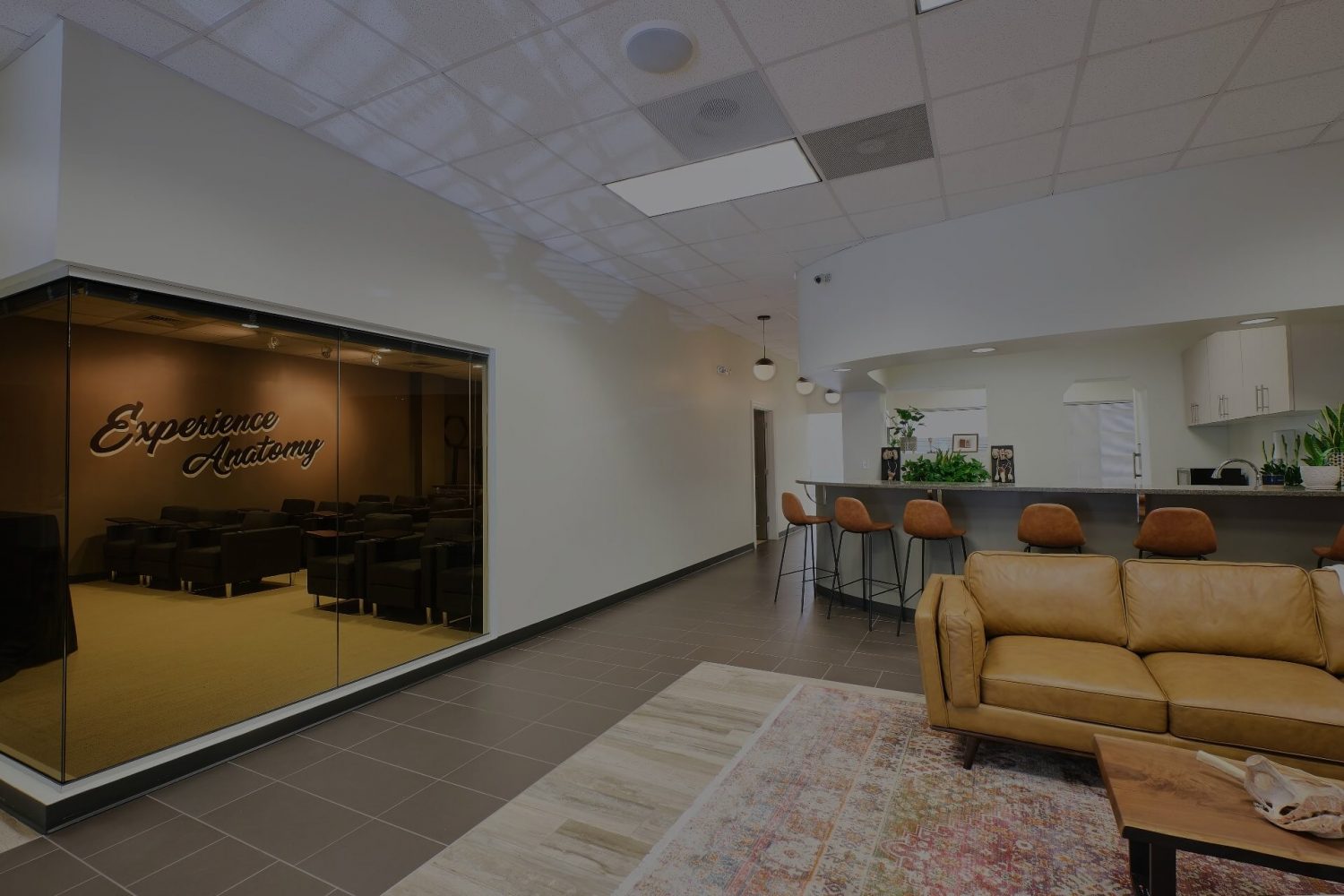 Anatomical Cadaver Dissection » Experience Anatomy